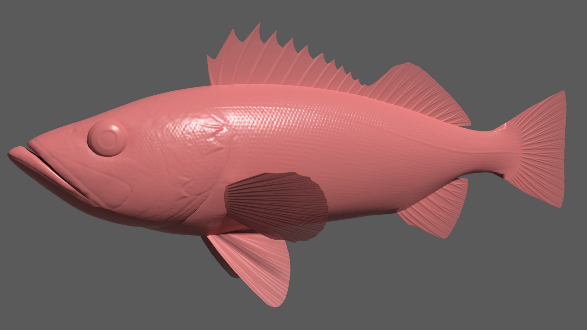 Bocaccio Fish 3d Model