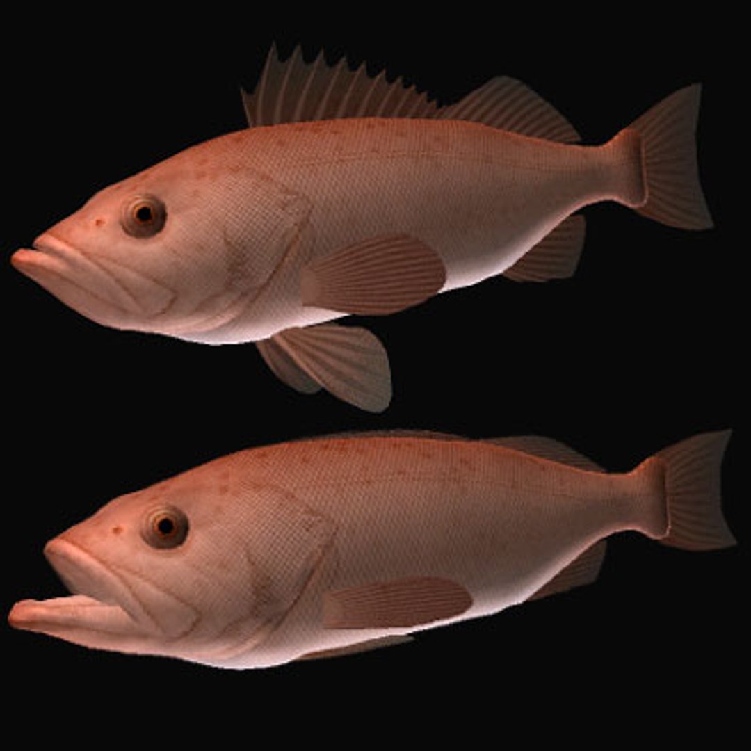 Bocaccio Fish 3d Model