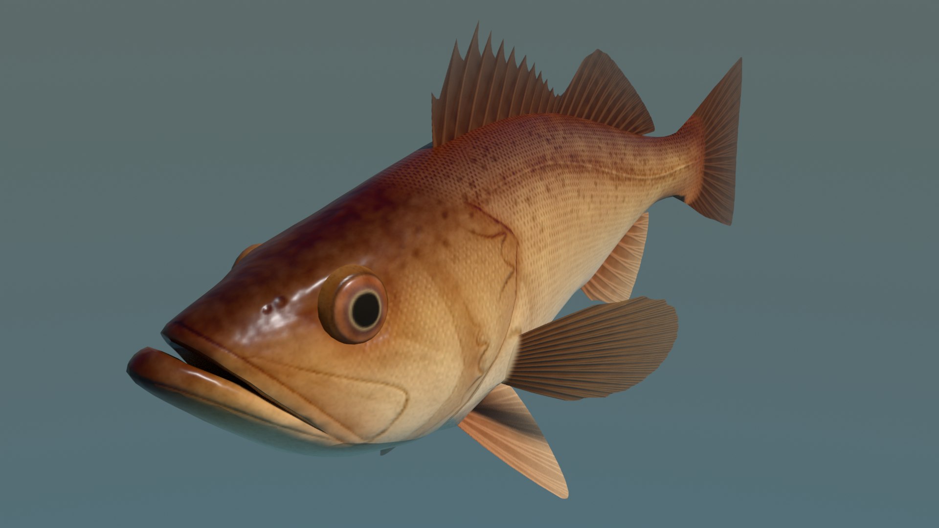 Bocaccio Fish 3d Model