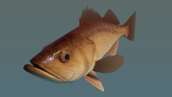 bocaccio fish 3d model