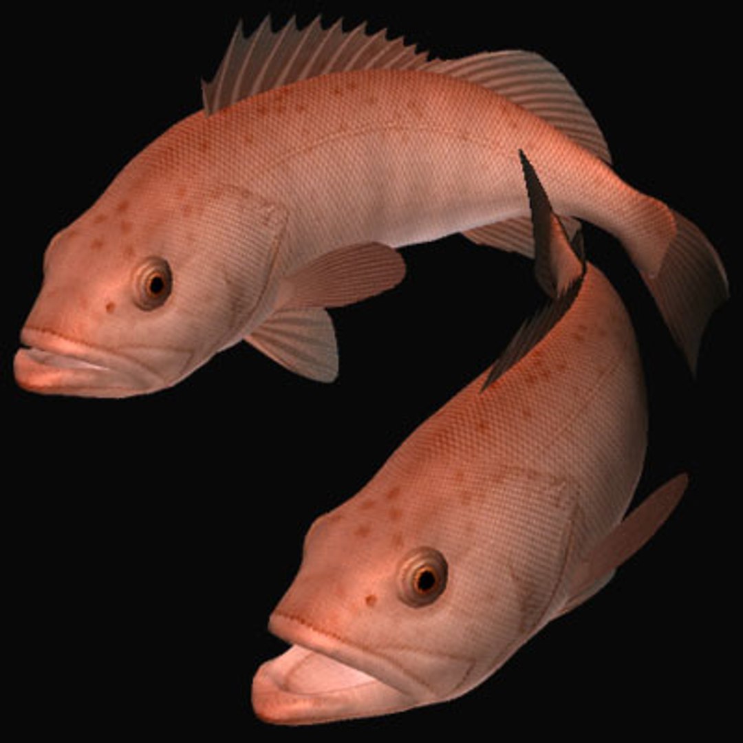 Bocaccio Fish 3d Model