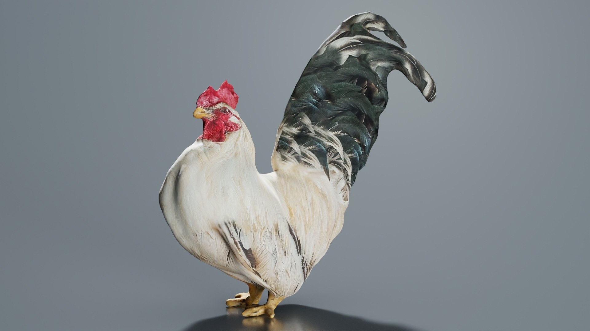 3D Model Rooster Remastered - TurboSquid 2359570