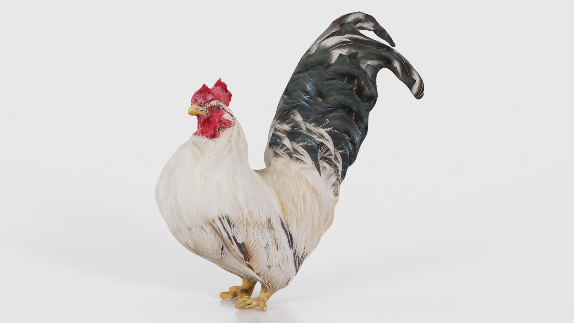 3D Model Rooster Remastered - TurboSquid 2359570