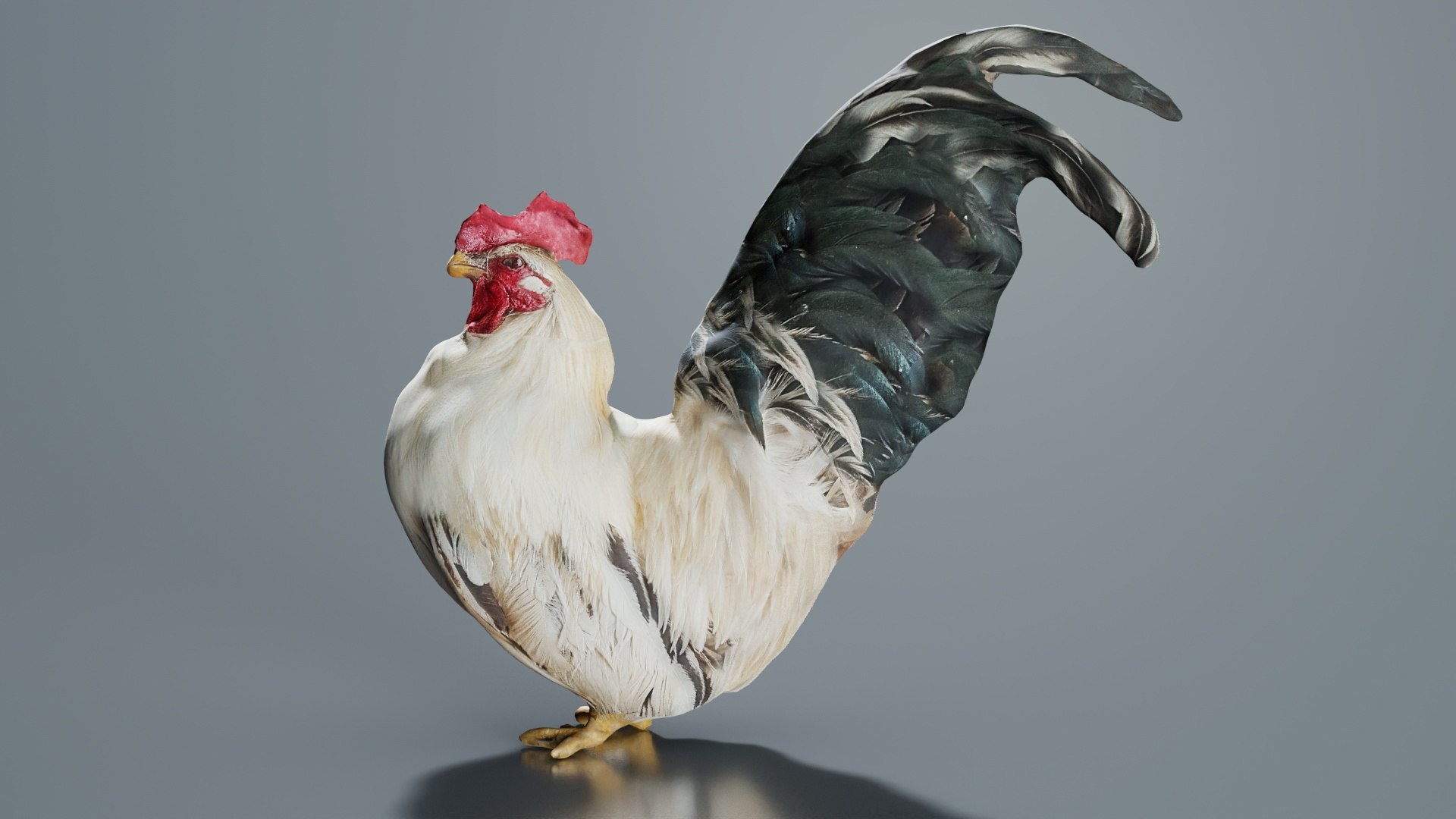3D Model Rooster Remastered - TurboSquid 2359570