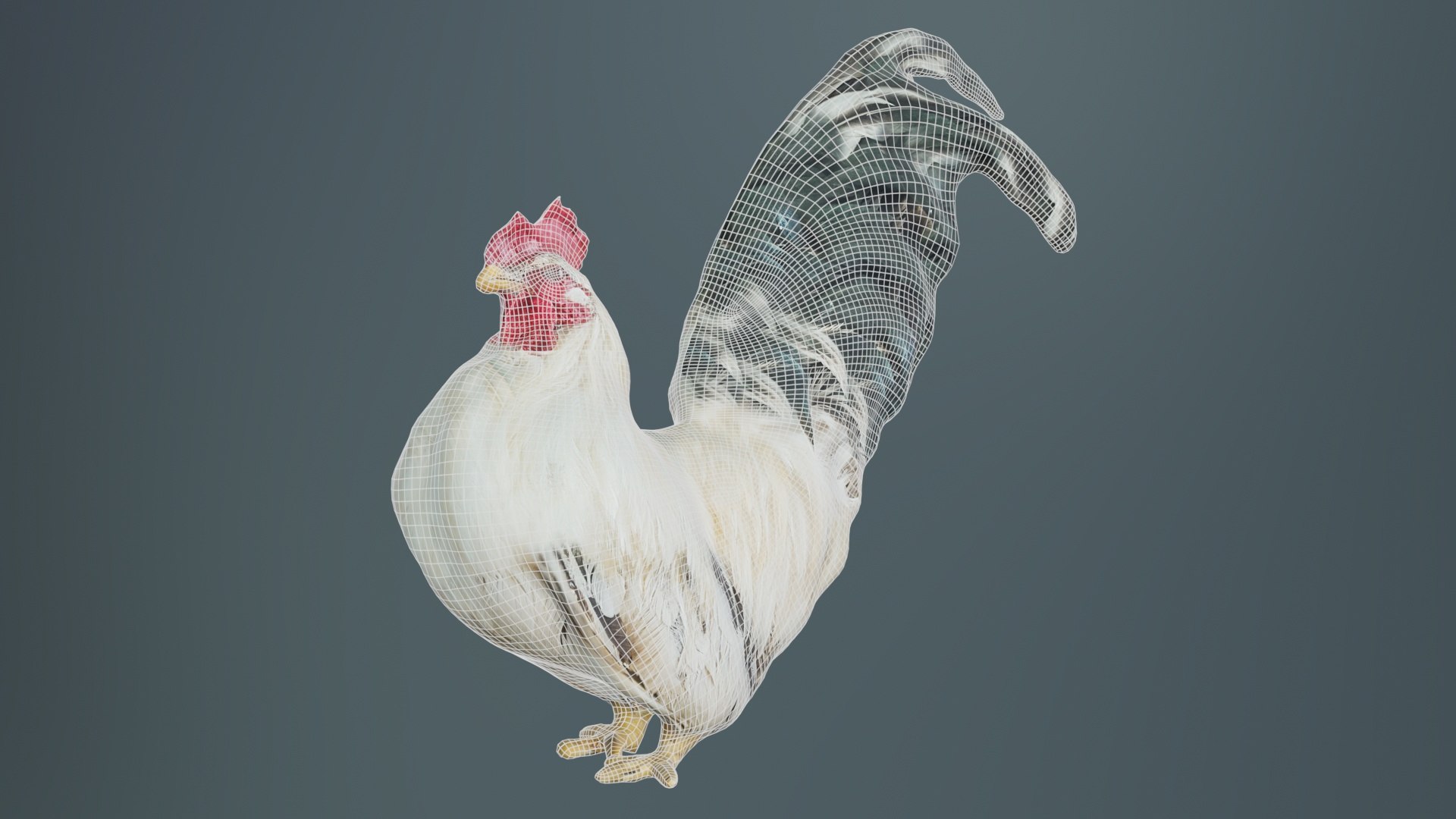 3D Model Rooster Remastered - TurboSquid 2359570