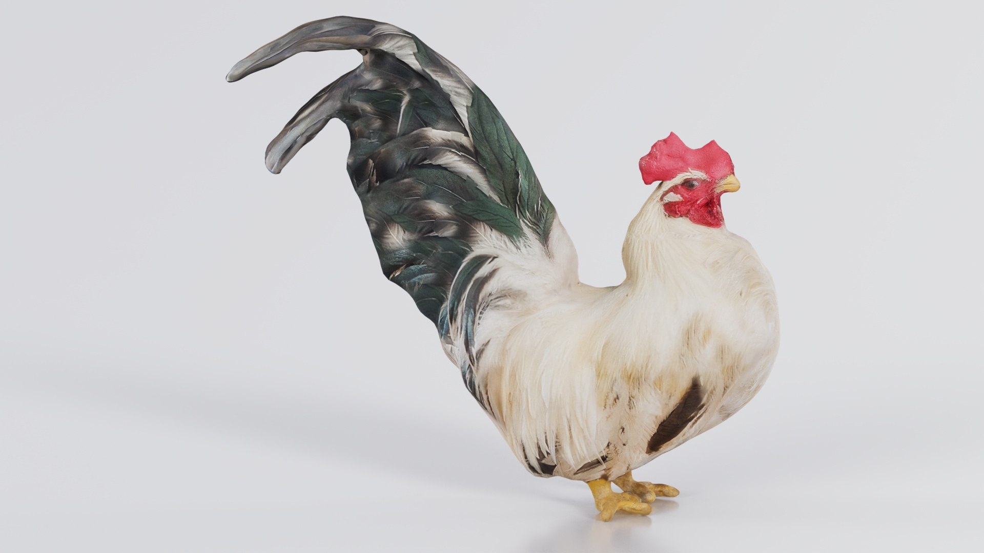 3D Model Rooster Remastered - TurboSquid 2359570