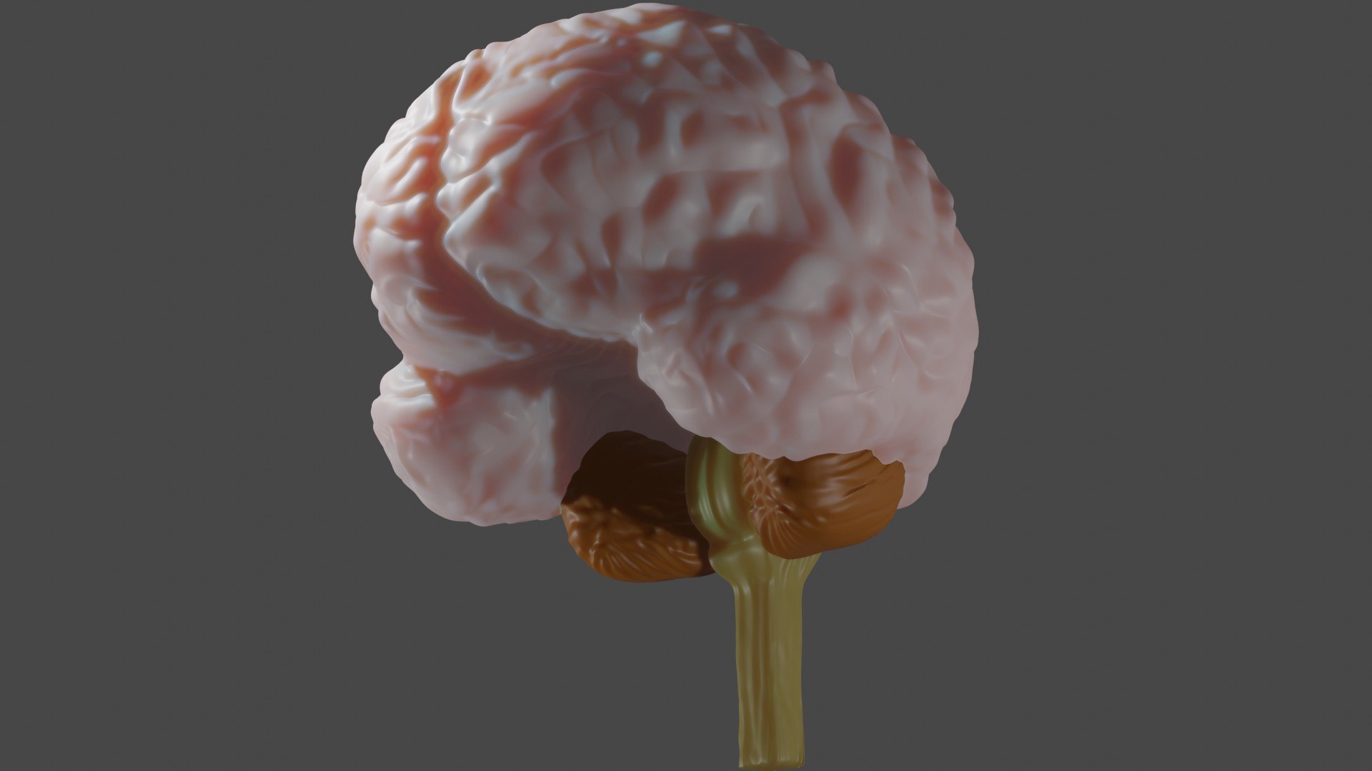 Anatomical Brain Model 3D Model - TurboSquid 1763343