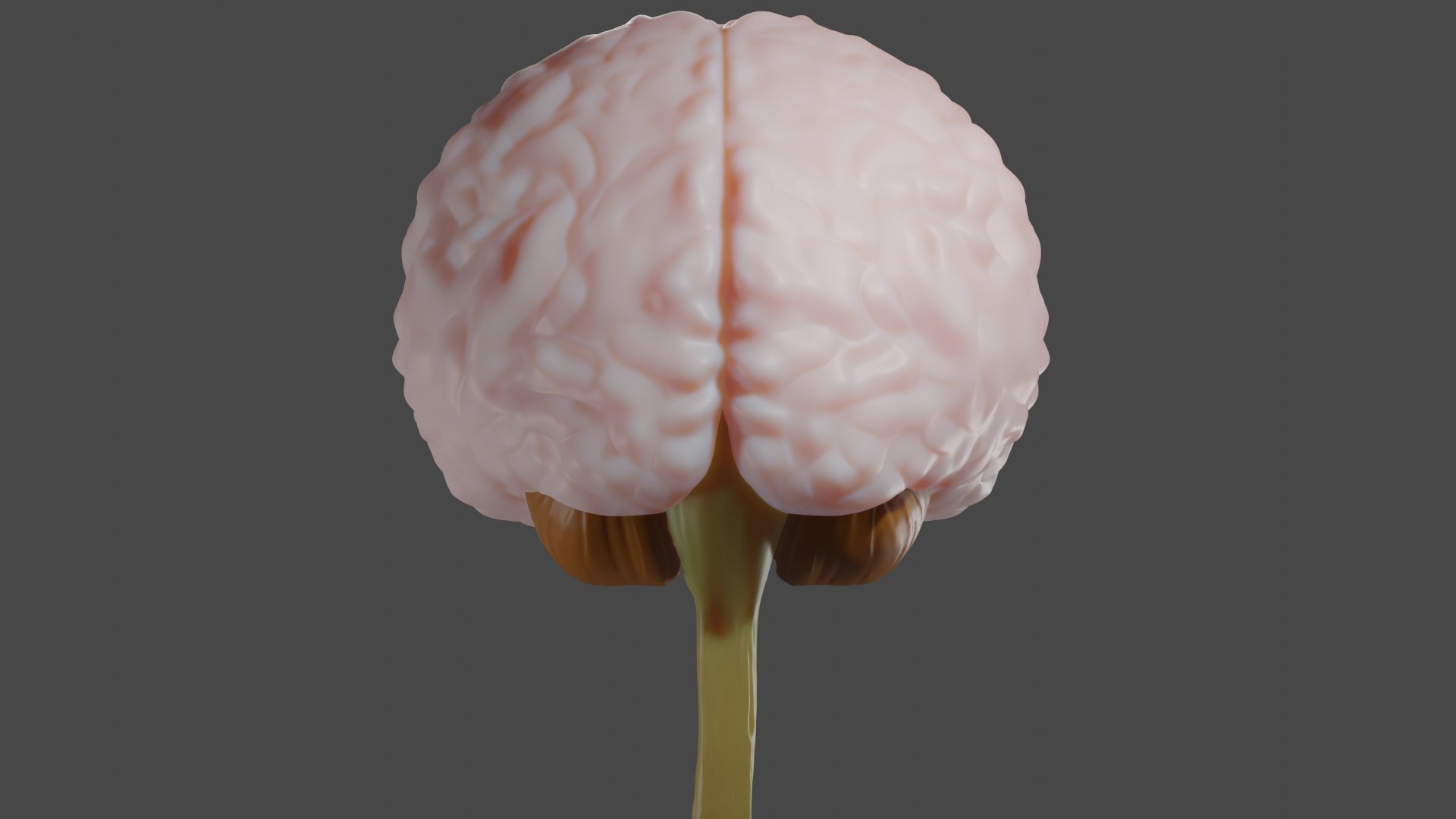 Anatomical Brain Model 3D Model - TurboSquid 1763343