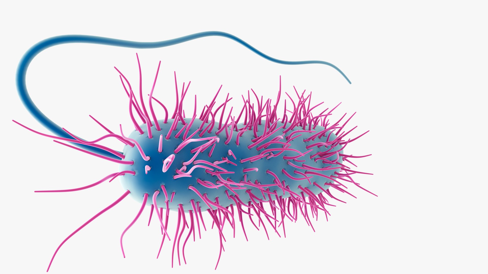3D Prokaryotic Cell - TurboSquid 2248628