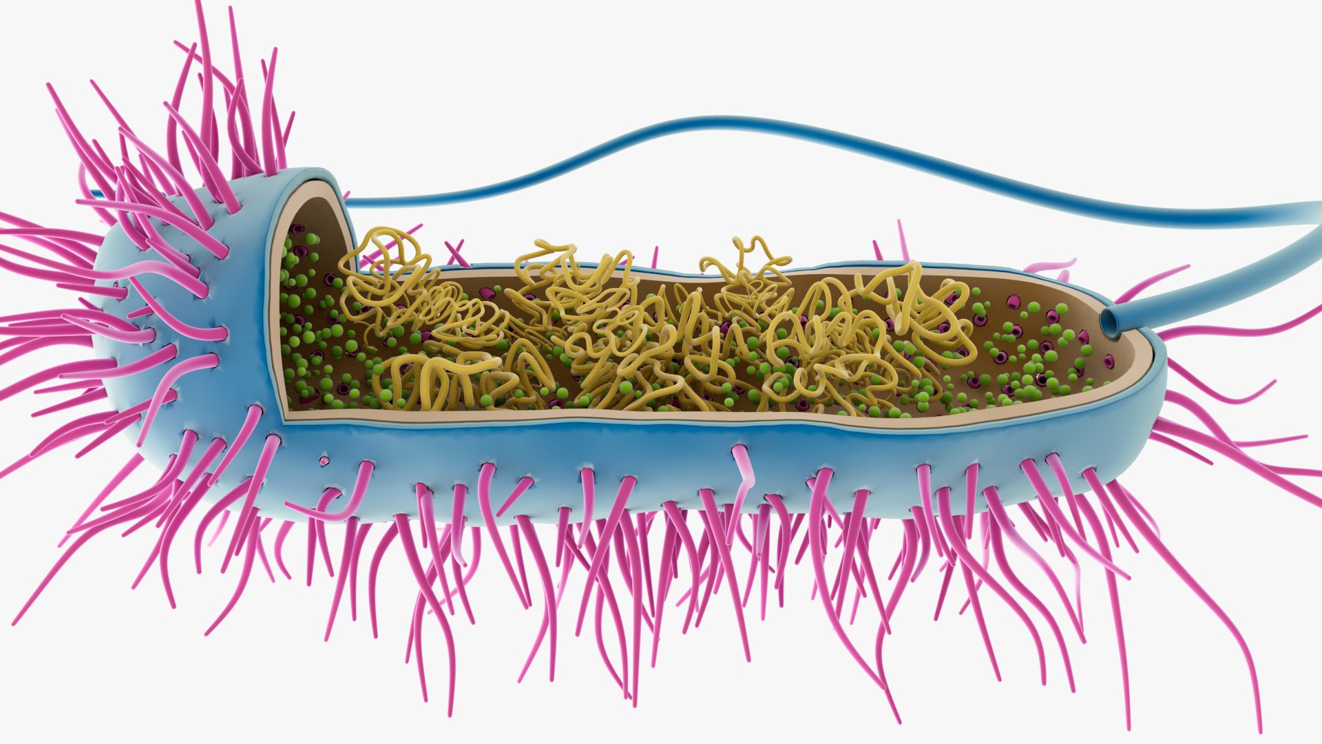 3D Prokaryotic Cell - TurboSquid 2248628