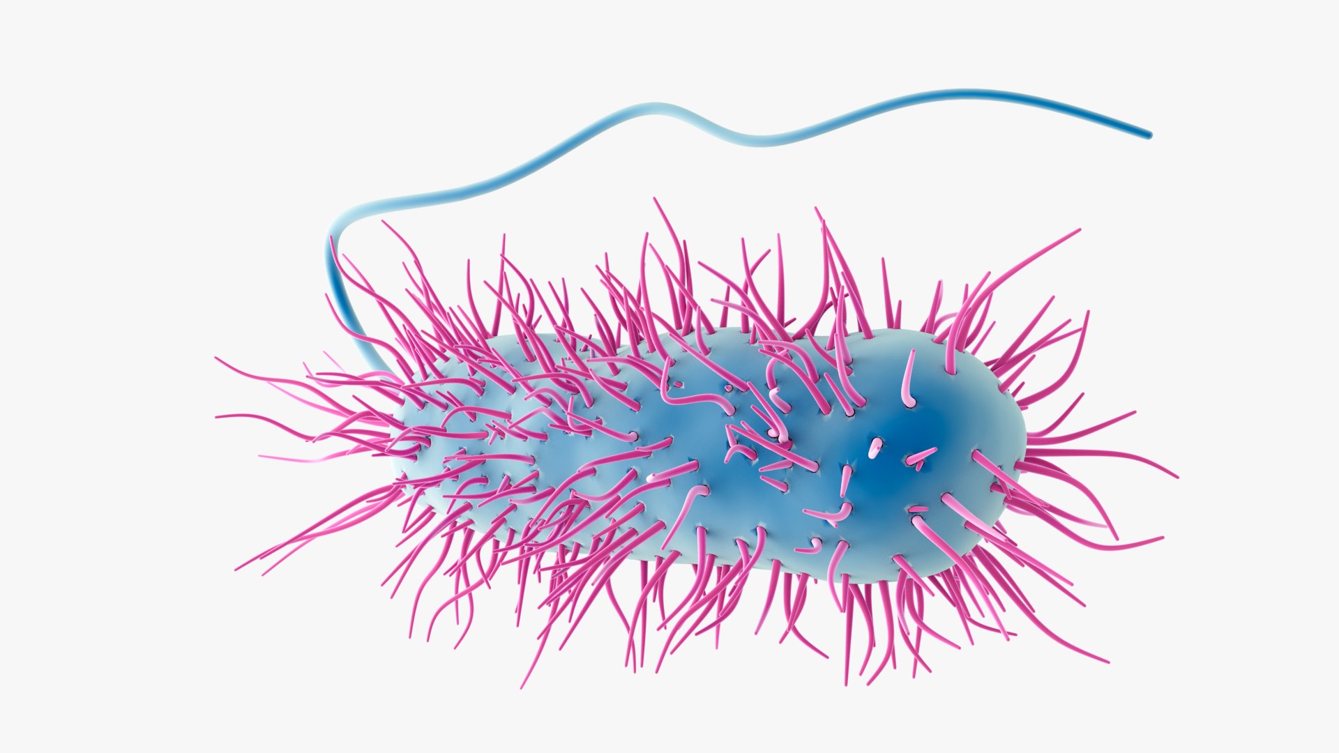 3D Prokaryotic Cell - TurboSquid 2248628