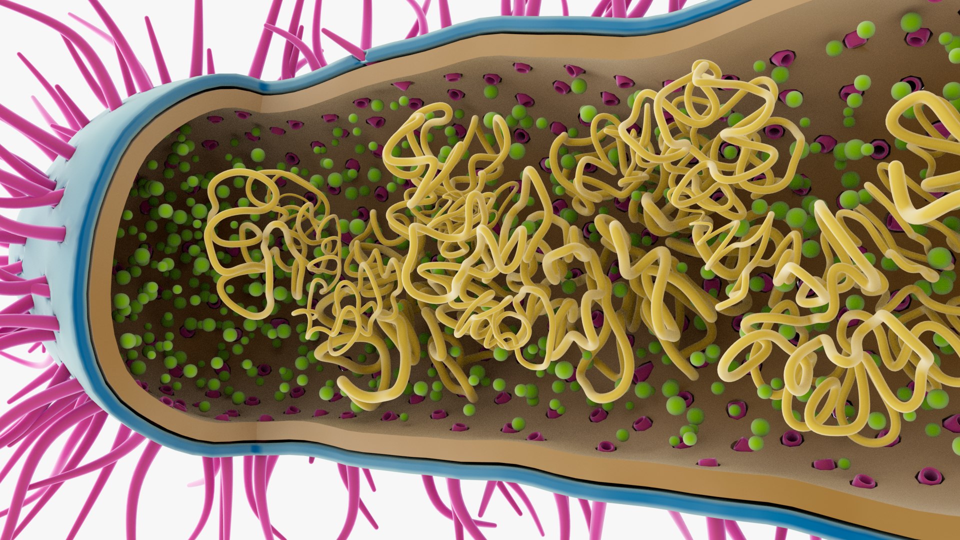 3D Prokaryotic Cell - TurboSquid 2248628