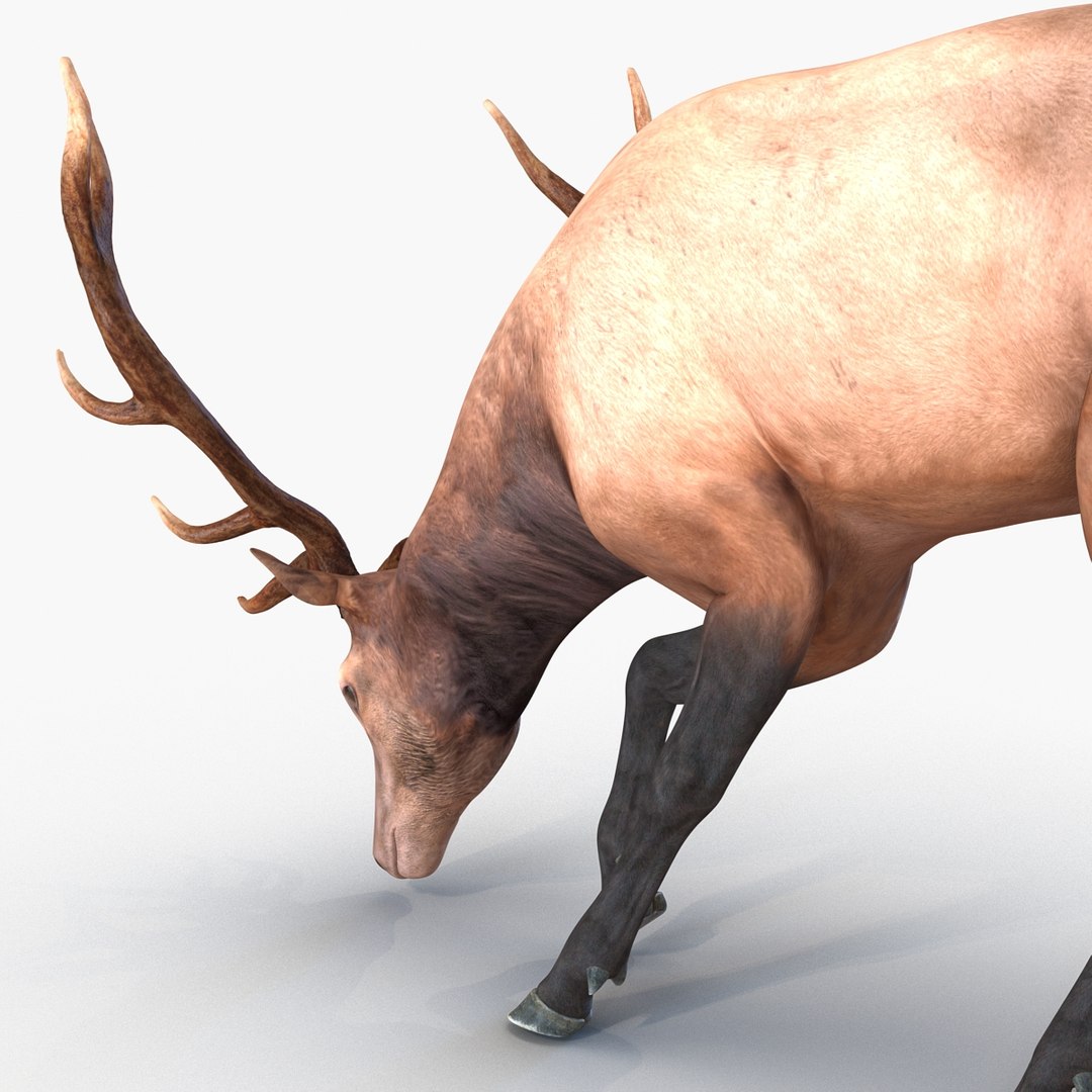 3ds max elk pose 3