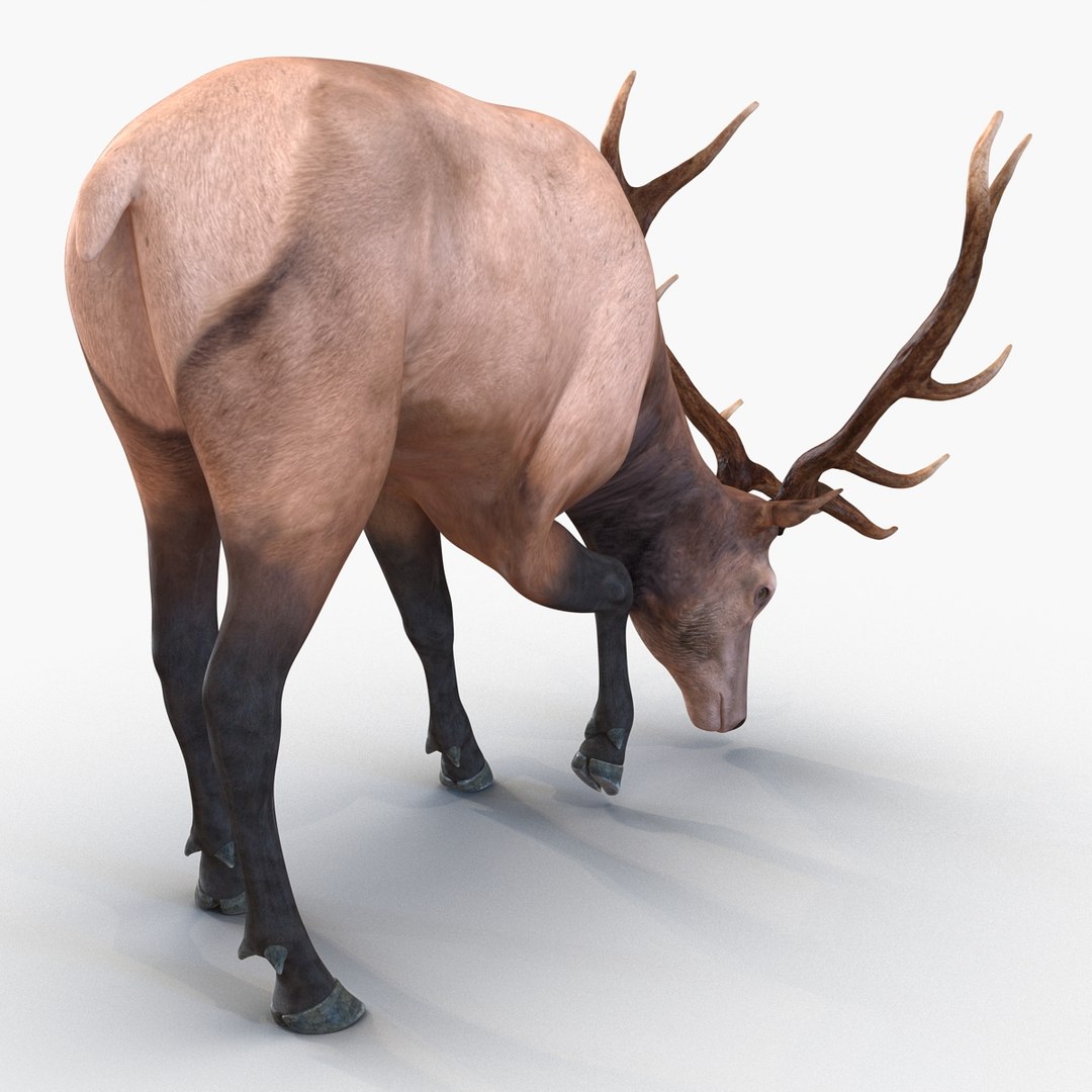3ds max elk pose 3