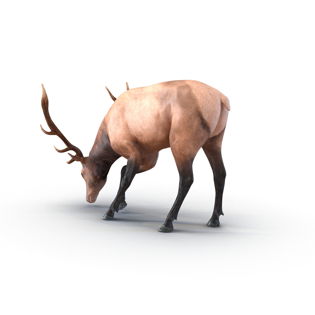 3ds Max Elk Pose 3