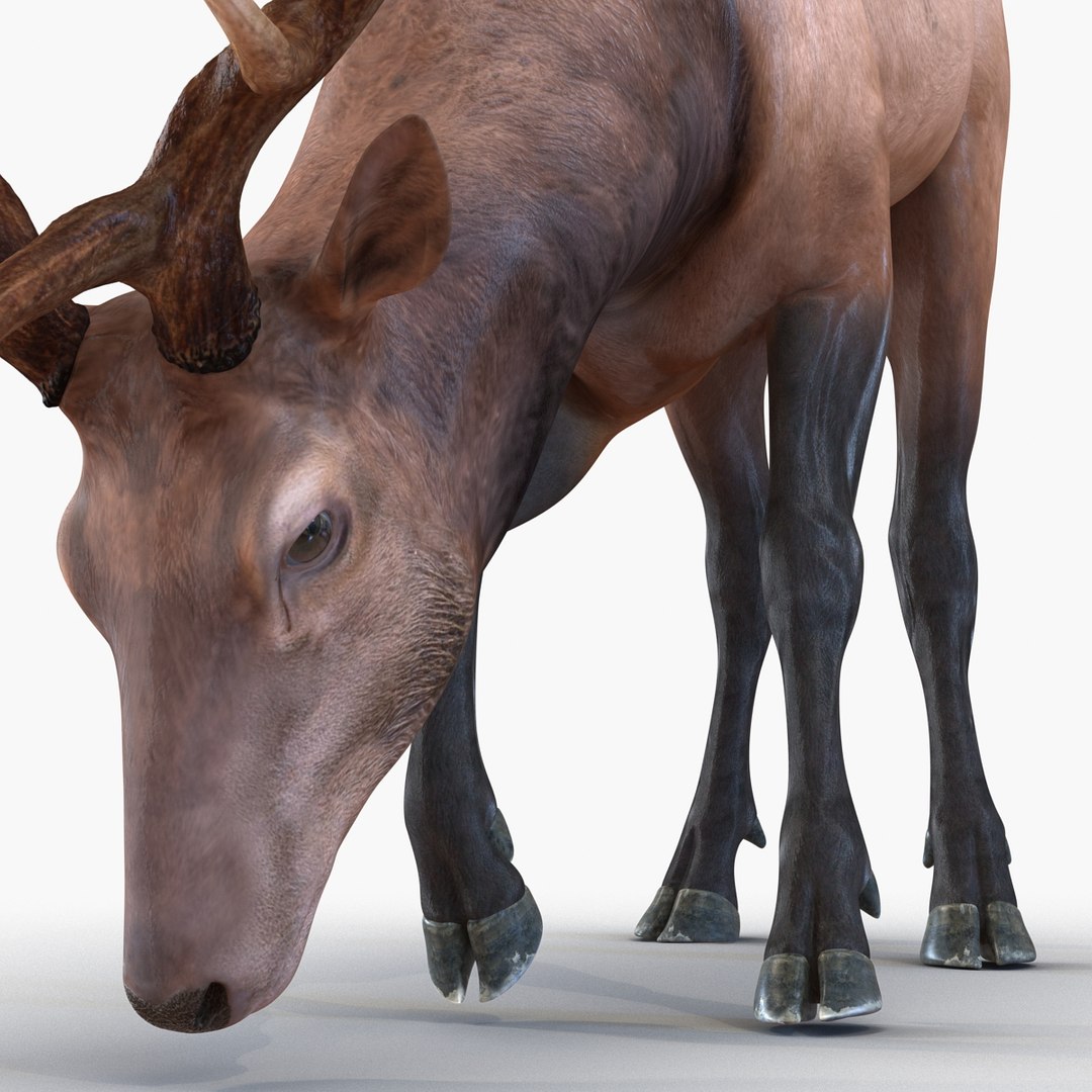 3ds max elk pose 3