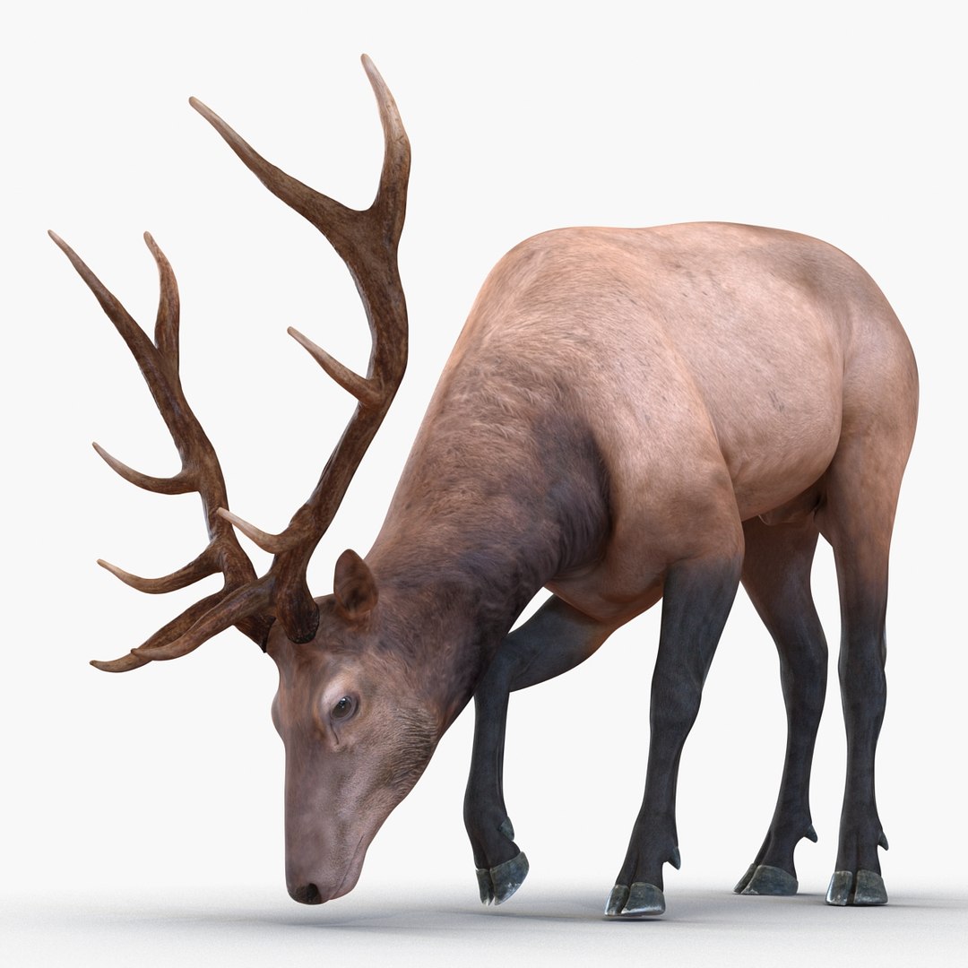 3ds Max Elk Pose 3