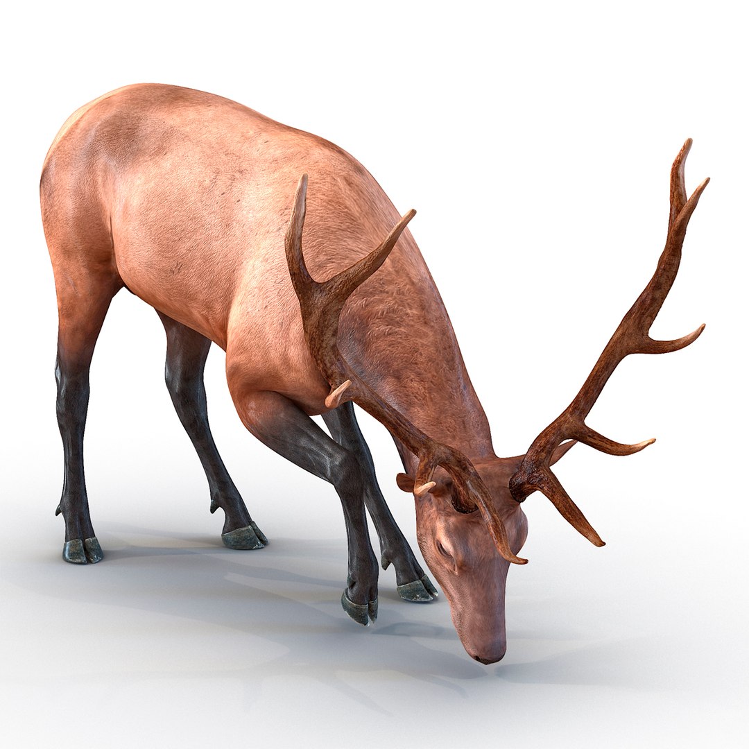 3ds max elk pose 3