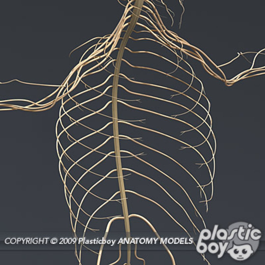 medically nervous male body 3d model