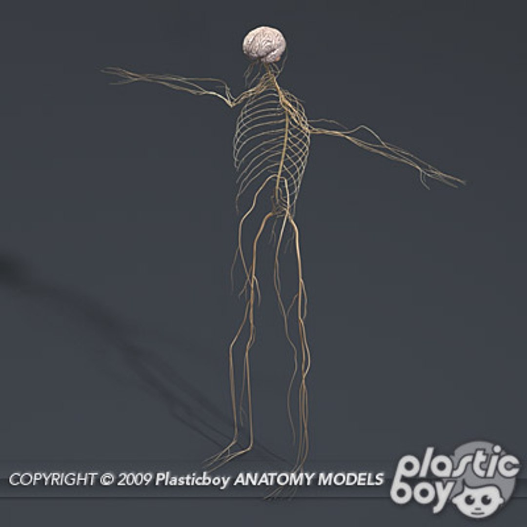medically nervous male body 3d model