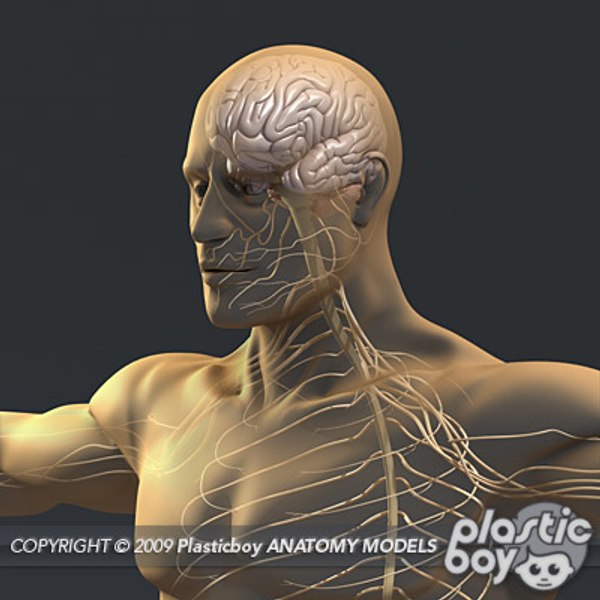 medically nervous male body 3d model