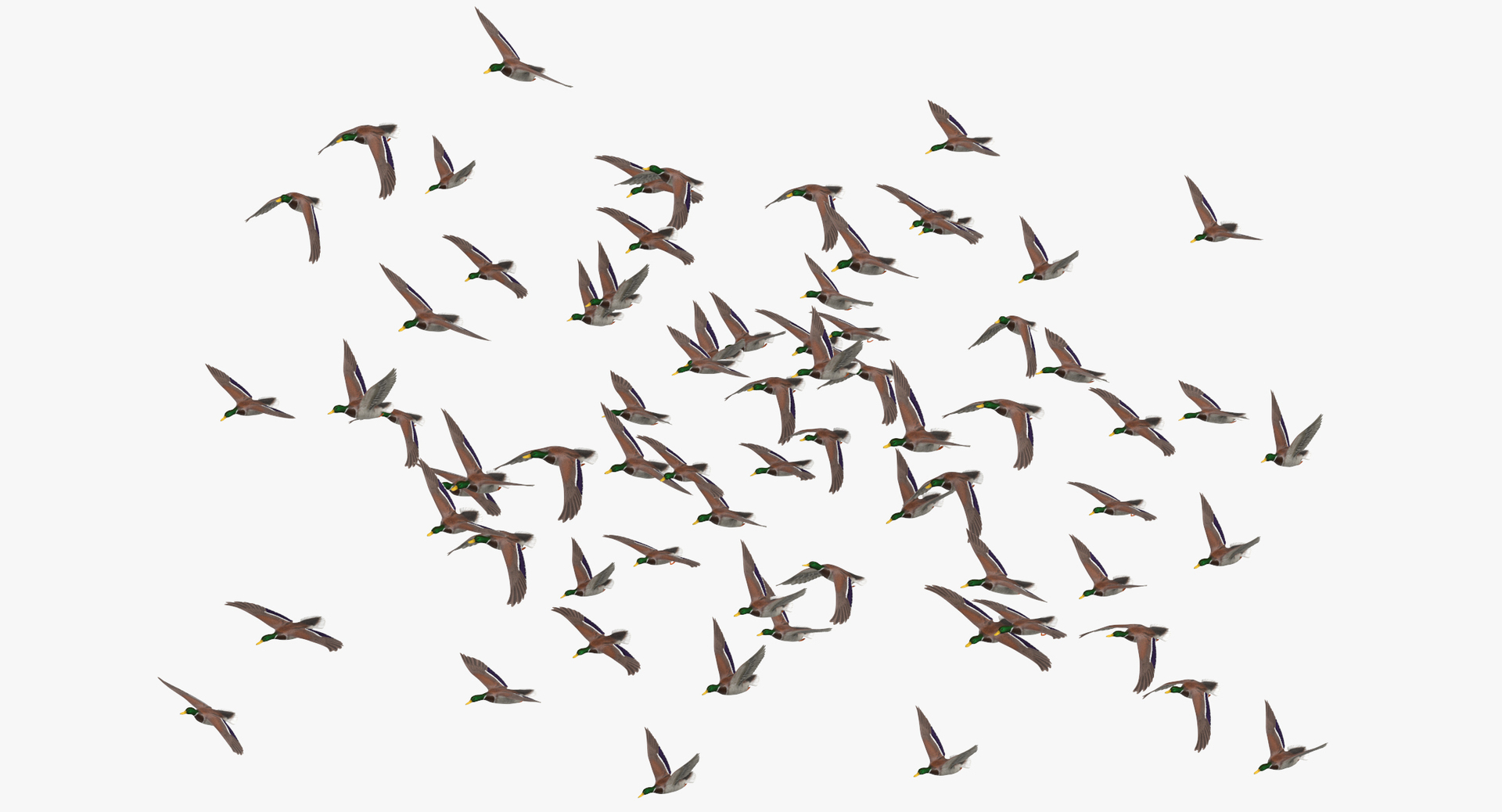 modelo 3d Flock Ducks grandes volando 01 - TurboSquid 1311971