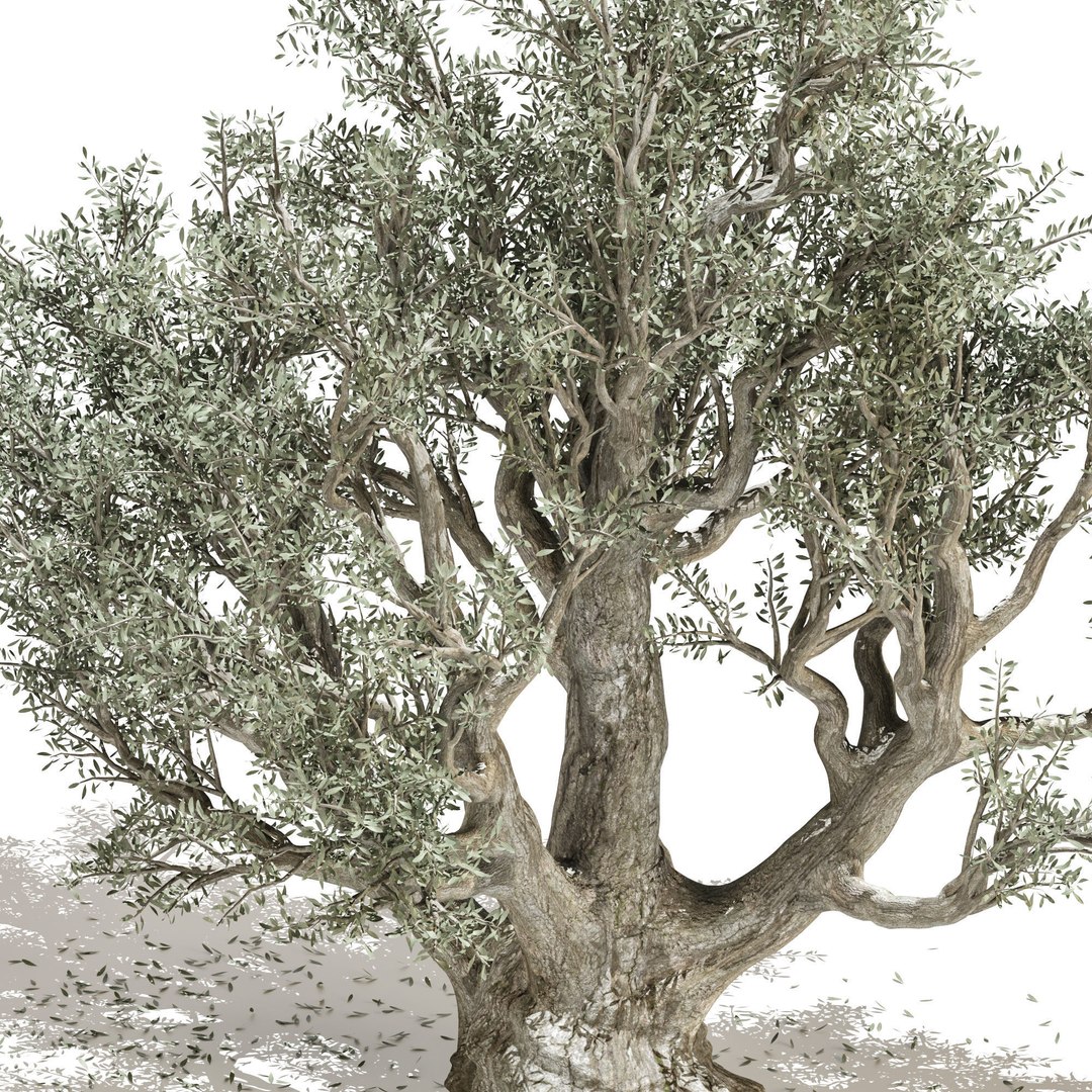 3D Olive Tree - TurboSquid 1915205