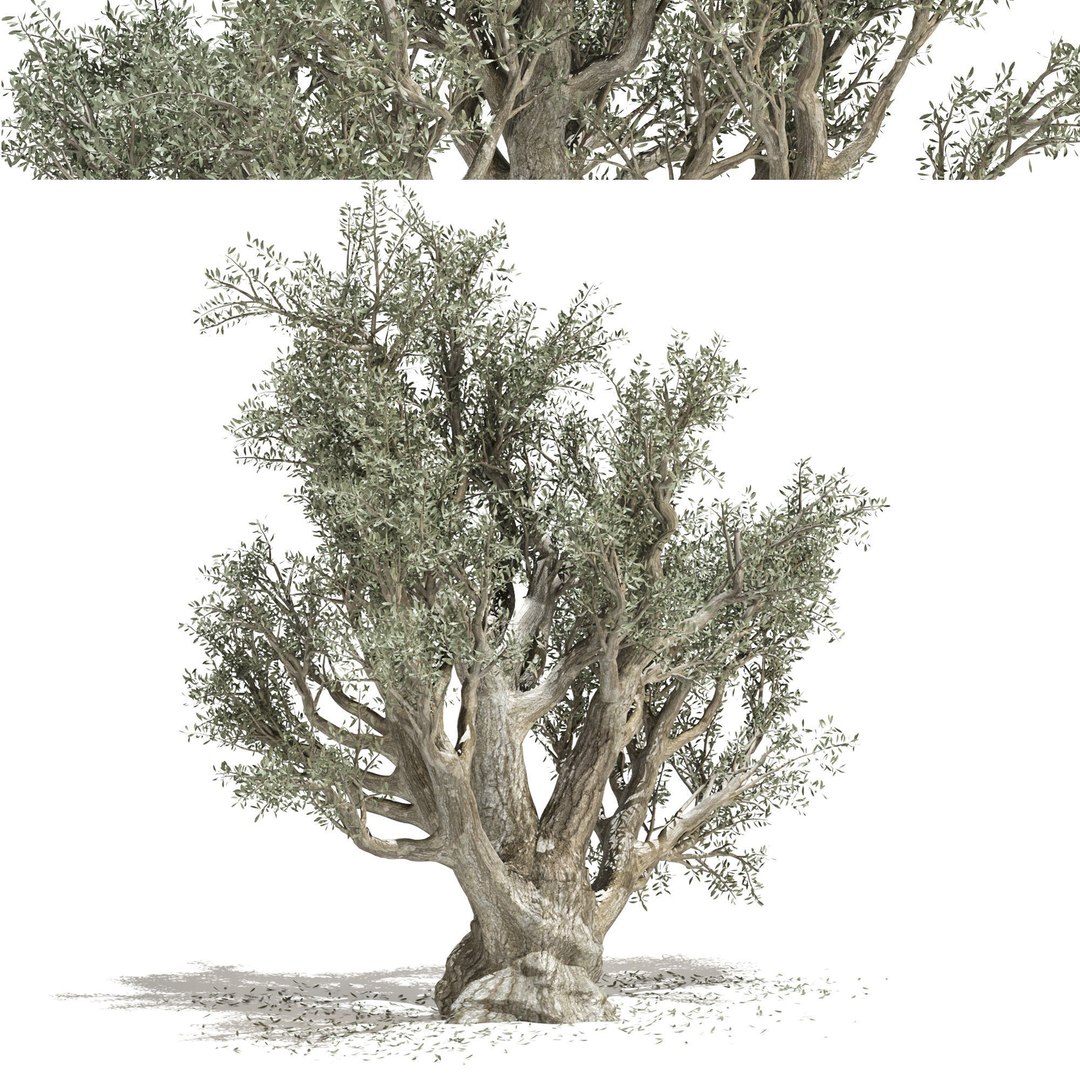 3D Olive Tree - TurboSquid 1915205