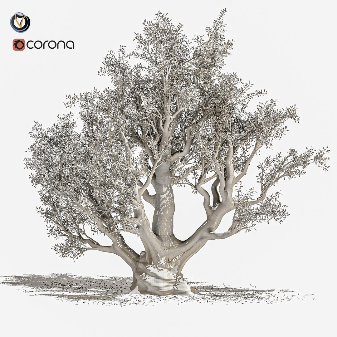 3D Olive Tree - TurboSquid 1915205