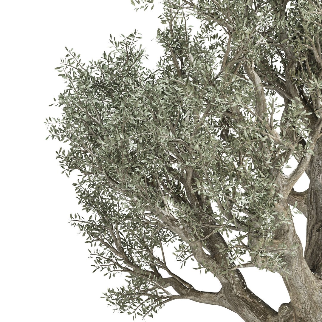 3D Olive Tree - TurboSquid 1915205