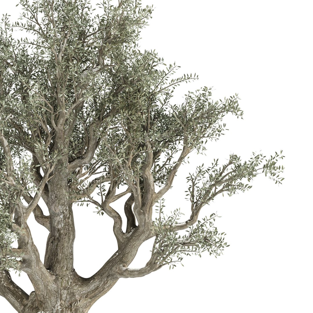 3D Olive Tree - TurboSquid 1915205