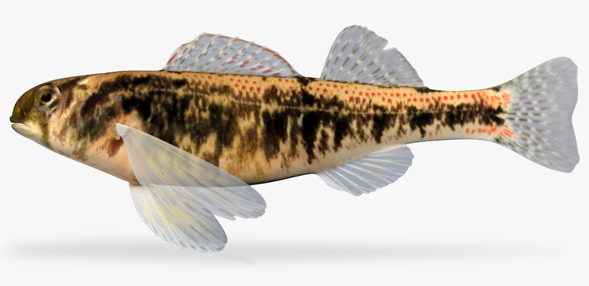 etheostoma tennesseense tennessee darter 3d model