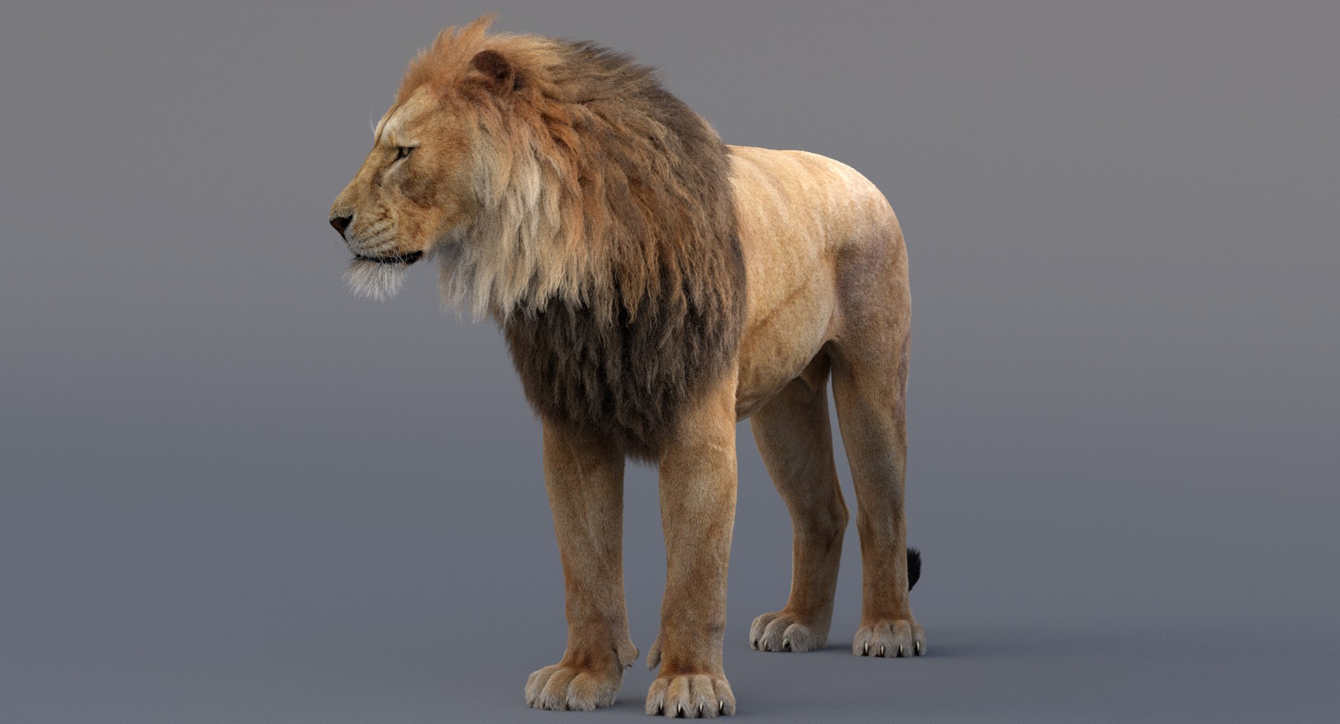 3D Model Realistic Rigged Lion Animation - TurboSquid 1350113