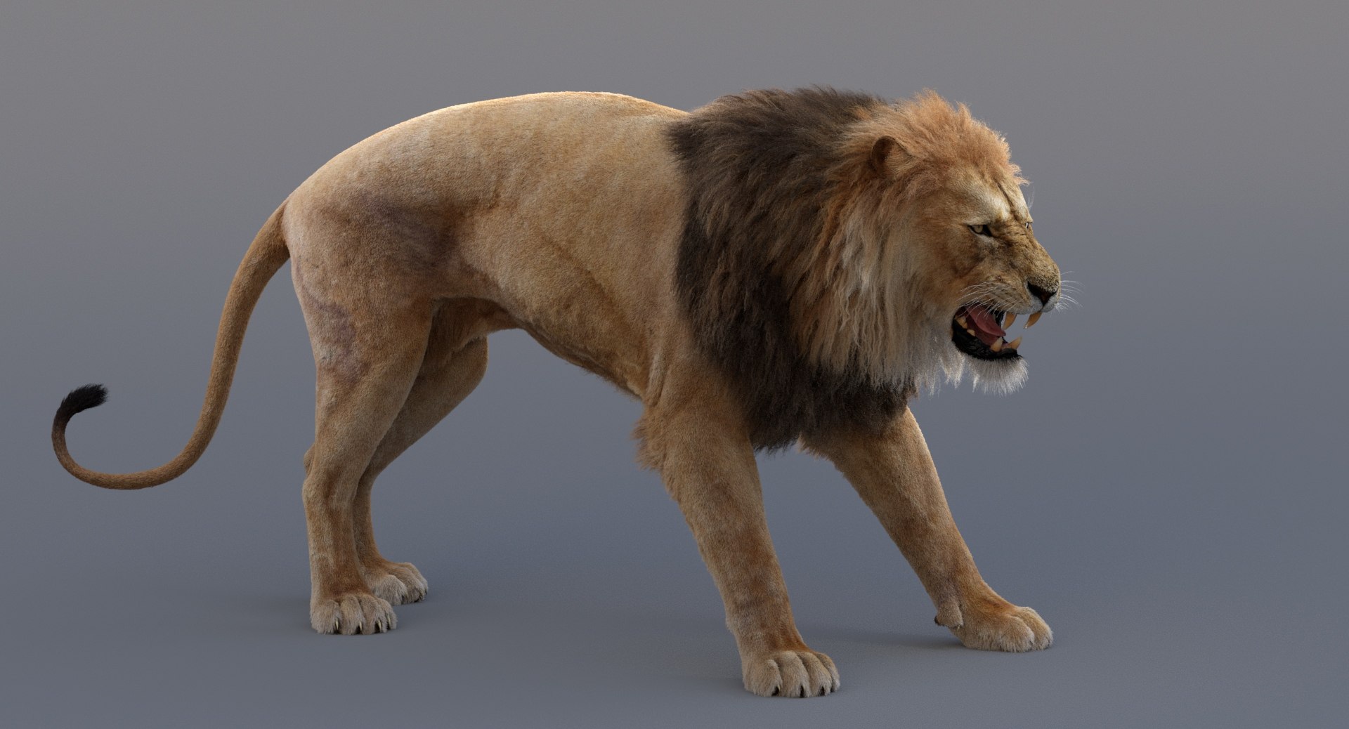 3D model realistic rigged lion animation - TurboSquid 1350113