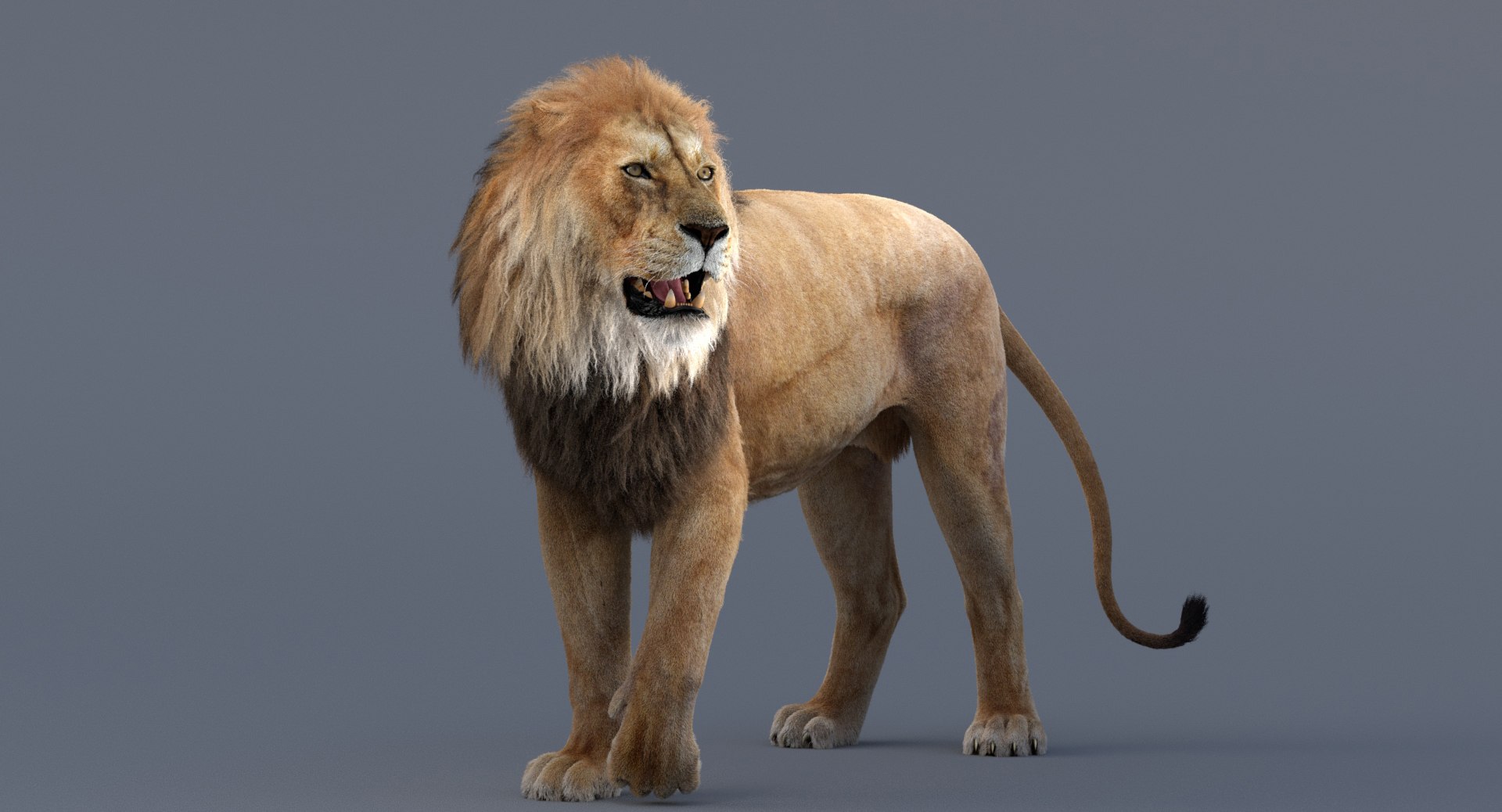 3D Model Realistic Rigged Lion Animation - TurboSquid 1350113