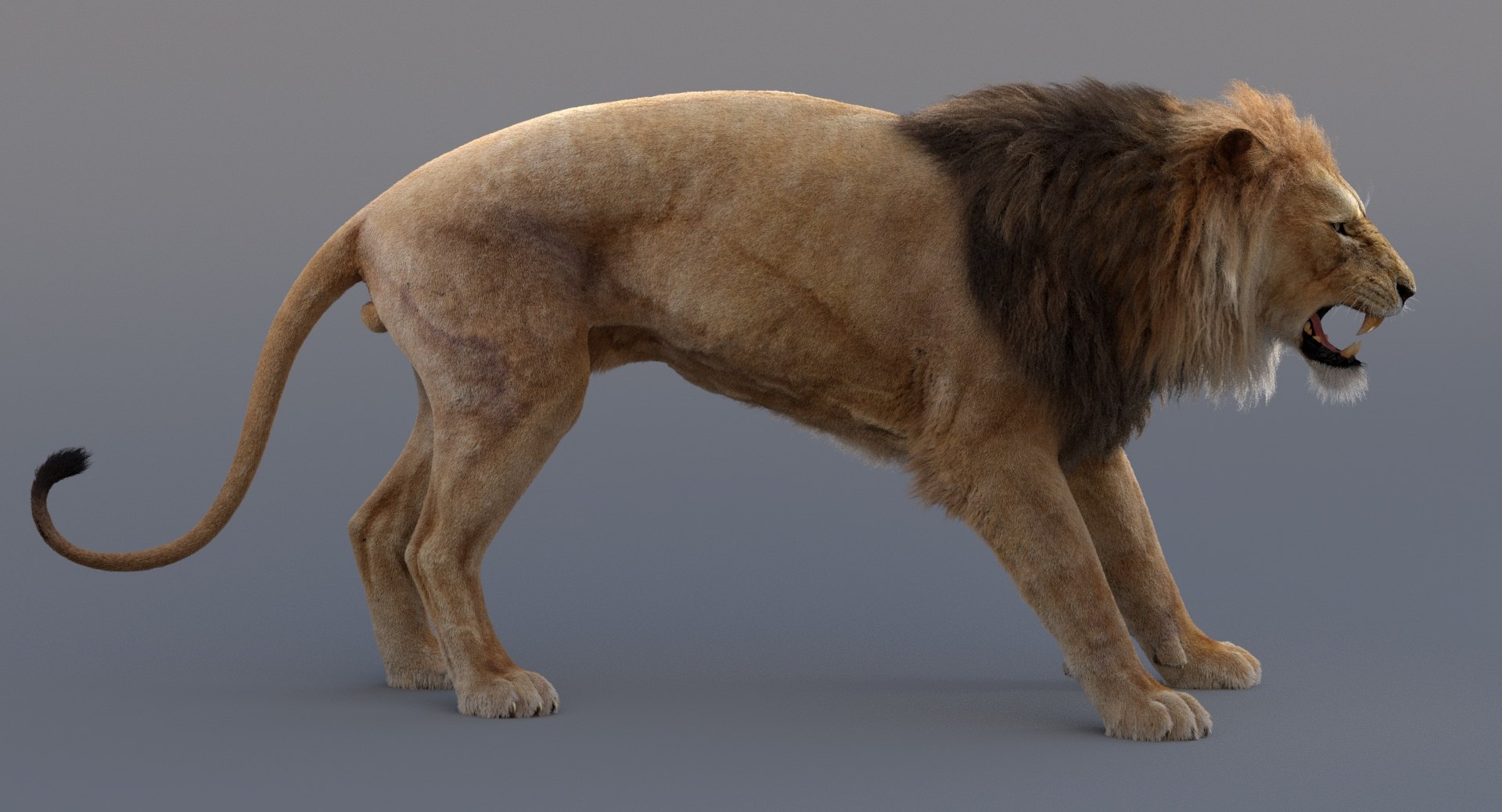 3D Model Realistic Rigged Lion Animation - TurboSquid 1350113
