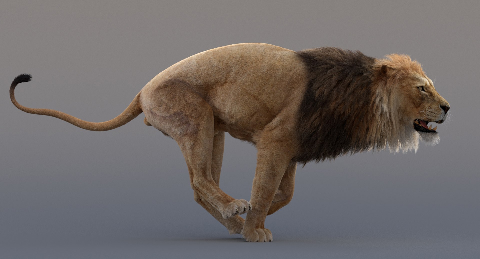 3D Model Realistic Rigged Lion Animation - TurboSquid 1350113