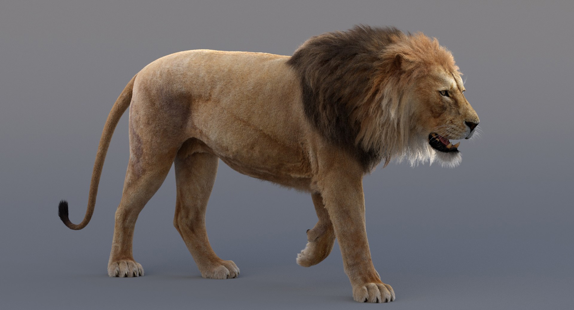 3D Model Realistic Rigged Lion Animation - TurboSquid 1350113