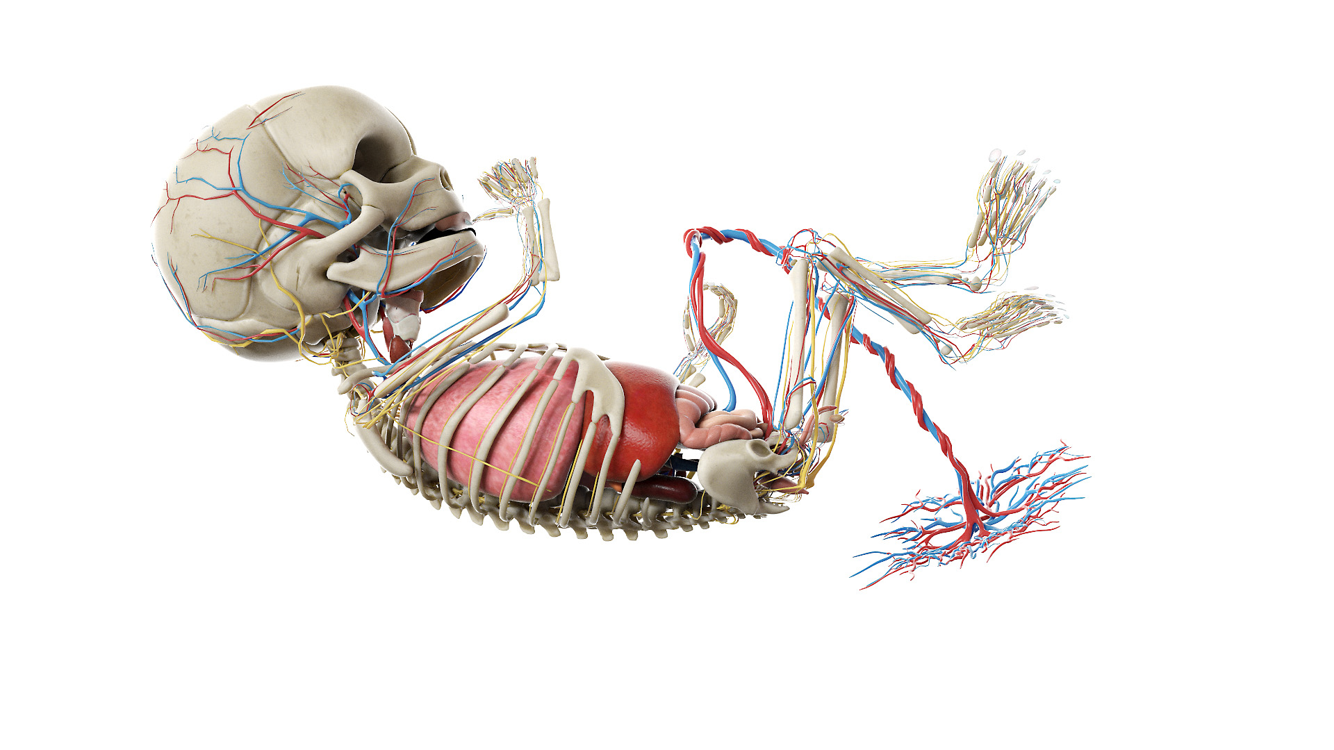 3D Fetus Anatomy Week 20 Animated - TurboSquid 1808741