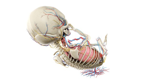 modelo 3d Anatomía del feto Semana 20 Animada - TurboSquid 1808741