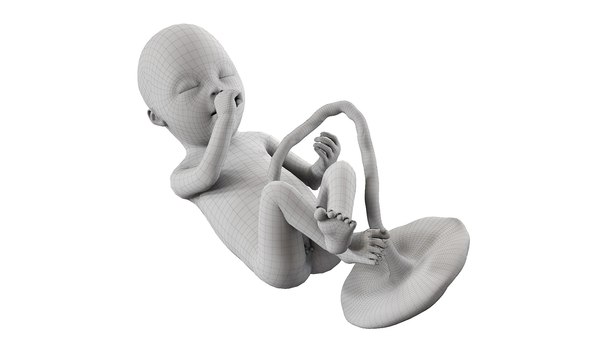 3D Fetus Anatomy Week 20 Animated - TurboSquid 1808741