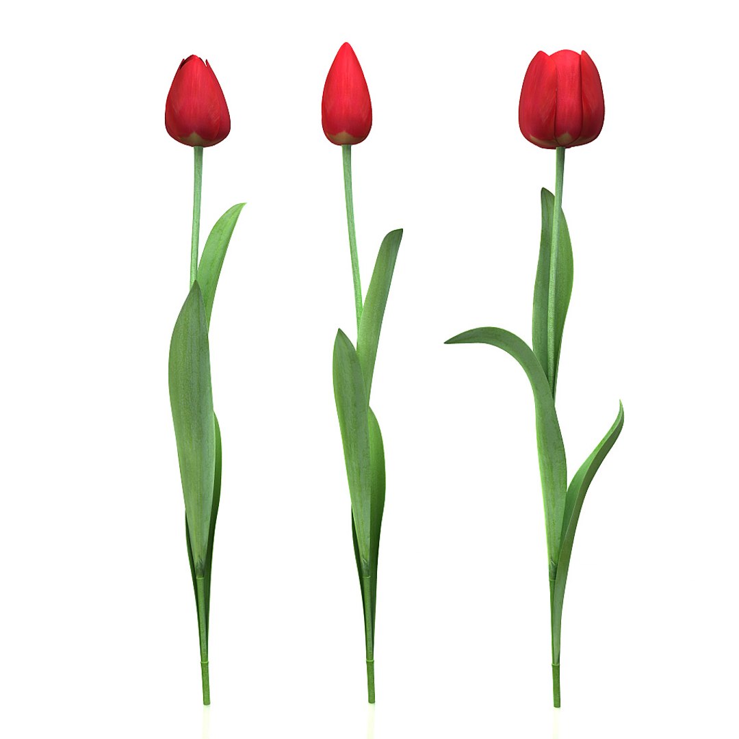 tulips piece 3d model