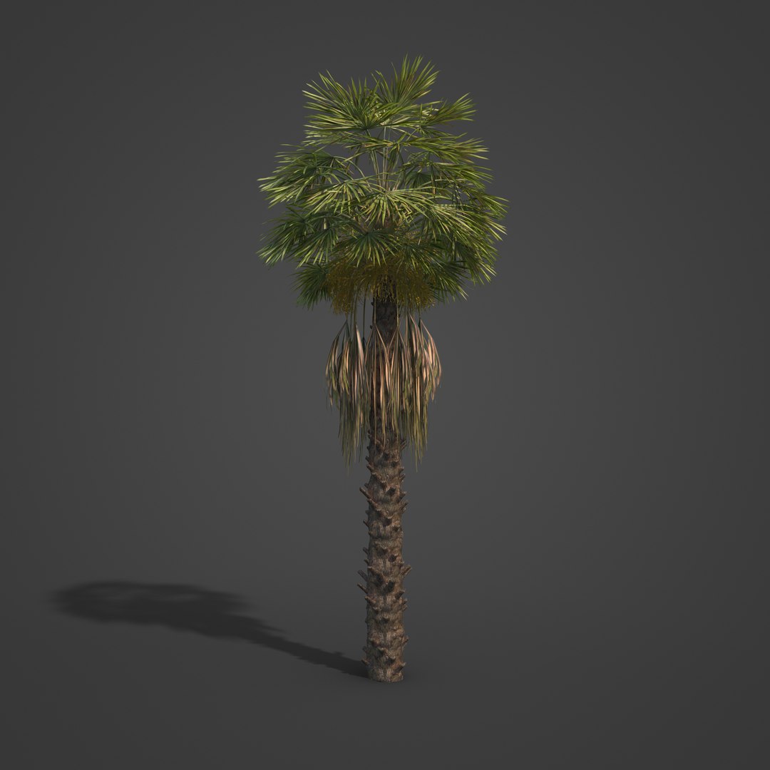 2021 PBR Chinese Windmill Palm Collection - Trachycarpus Fortunei 3D ...