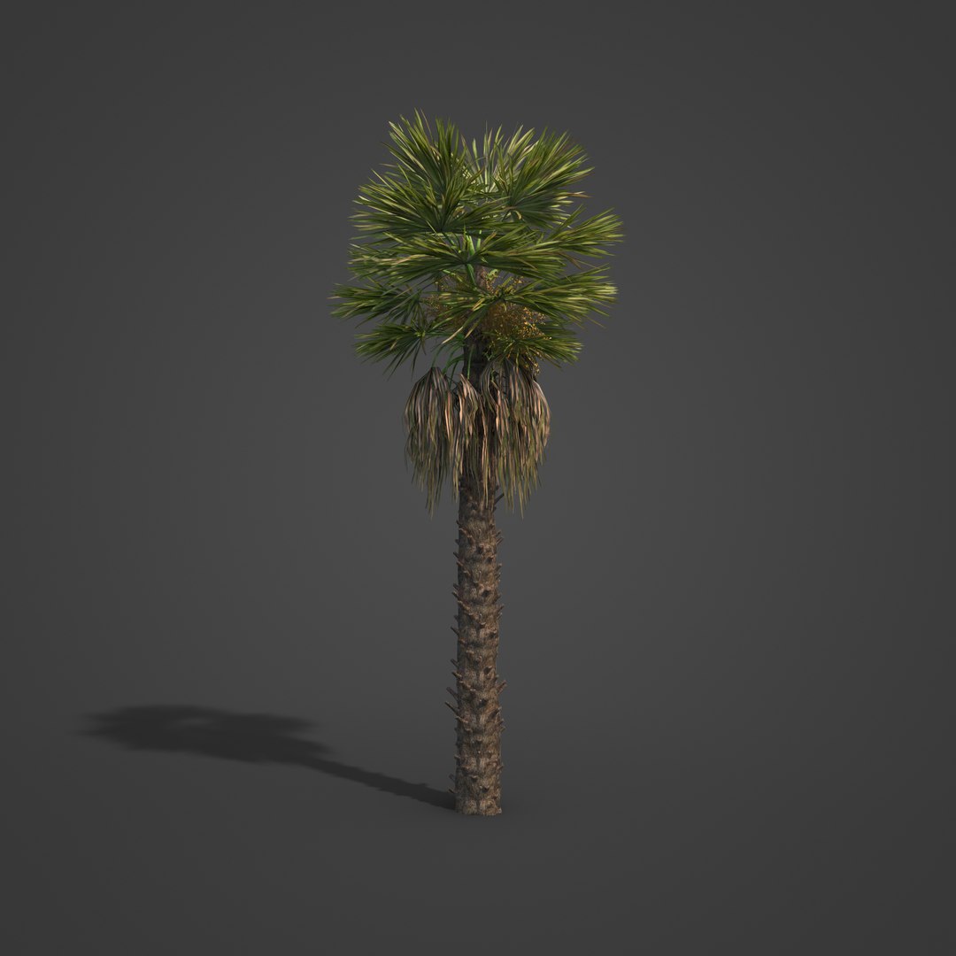 2021 PBR Chinese Windmill Palm Collection - Trachycarpus Fortunei 3D ...