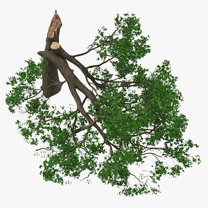 Tree 3D Models for Download | TurboSquid