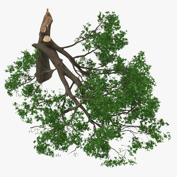 Tree Maya Models for Download | TurboSquid
