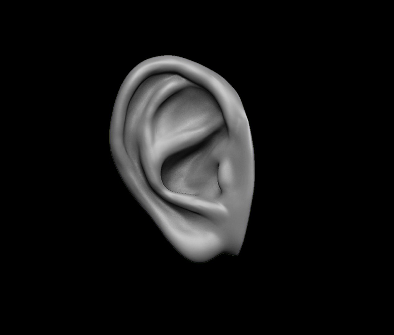 Free Sample 3 Ears 3D Model - TurboSquid 1418756