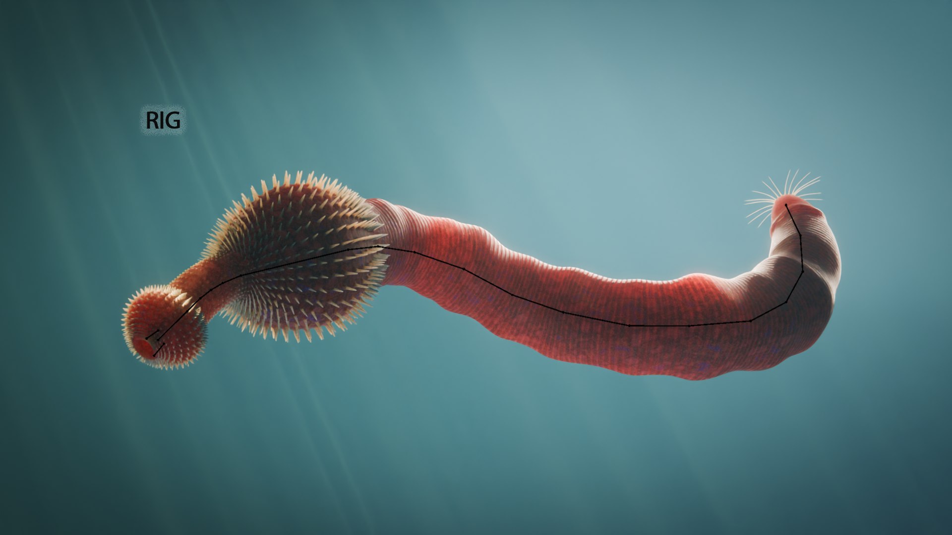 Ottoia 3D - TurboSquid 2330579