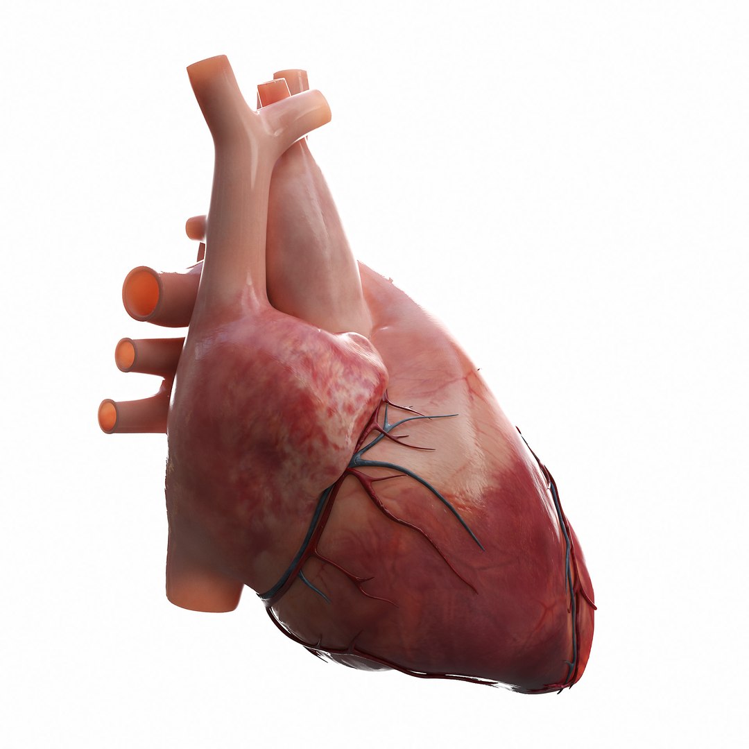 3D Heart Lateral Section V2 Animated Model - TurboSquid 1757825