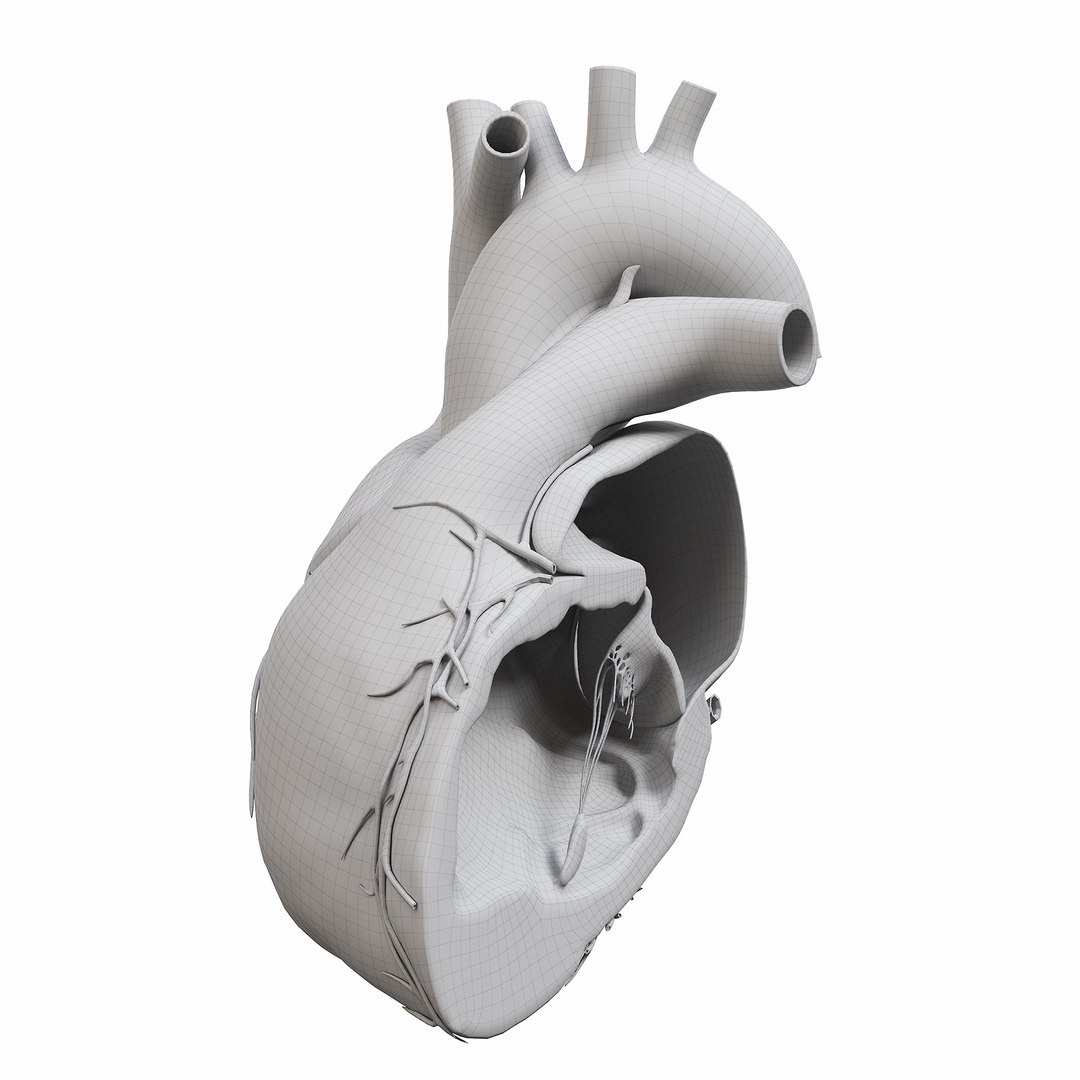 3D Heart Lateral Section V2 Animated Model - TurboSquid 1757825